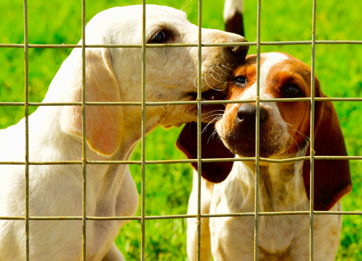 När man ska para tiken? - Westmill.se